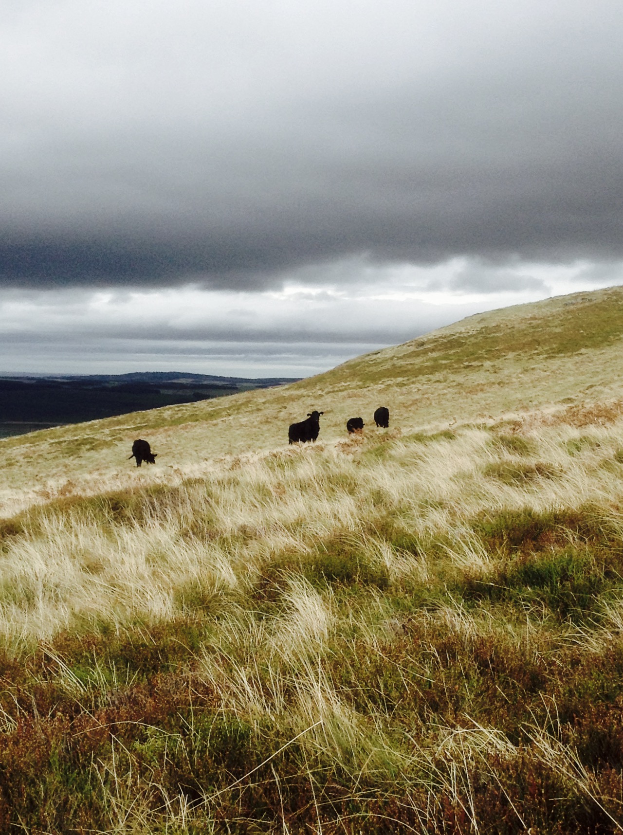 Five Miles of Wooler Common. – nickreeves